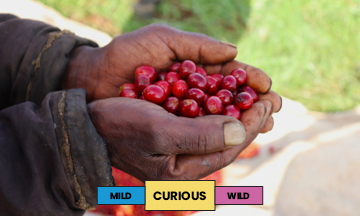 Kenya | Miroroma | SL-28 & SL-34 | Washed | Filter | 250g – Proud Mary ...