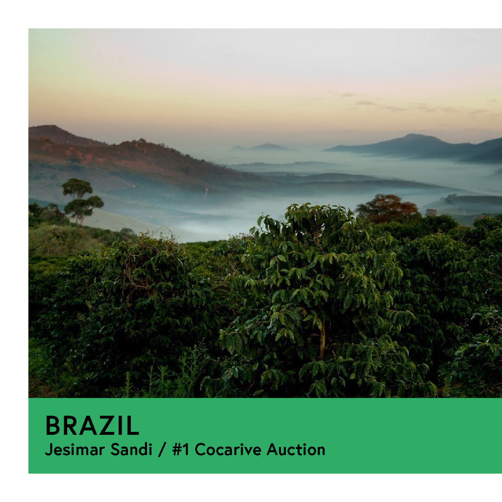 Brazil | Jesimar Sandi - #1 Cocarive Auction | Yellow Catuai | Natural ...