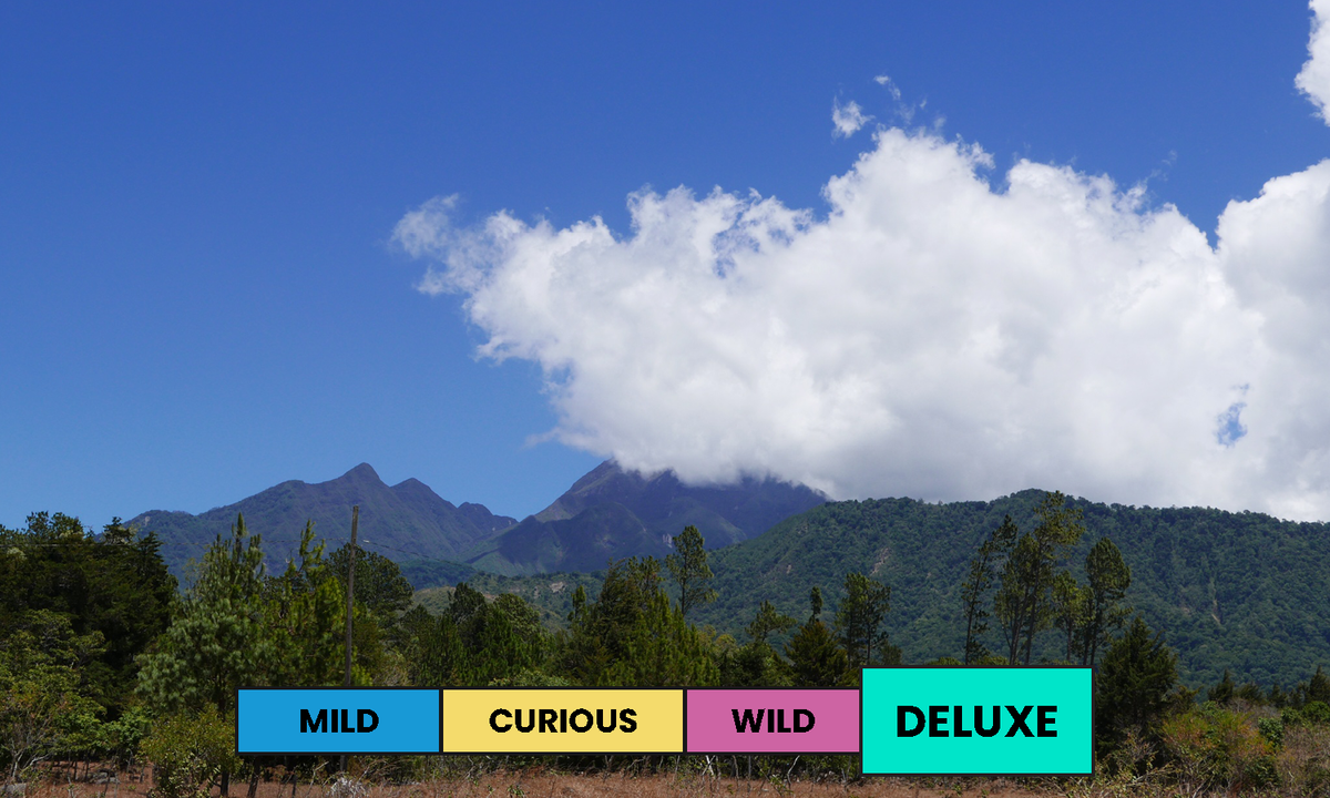 Panama | Bambito Estate | Geisha | Washed | Filter | 100g – Proud Mary ...