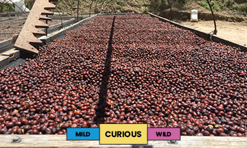 Panama | Finca Hartmann | Caturra | Natural | Filter | 250g – Proud ...