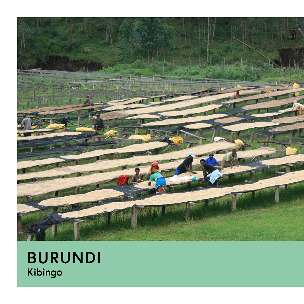 Burundi | Kibingo | Red Bourbon | Honey | Espresso | 250g – Proud Mary Coffee Melbourne