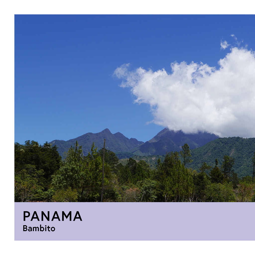 Panama | Bambito | Geisha | Washed | Filter | 100g – Proud Mary Coffee ...